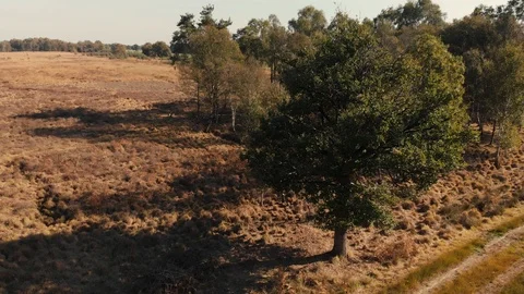 Side view of a tree next to a dirt road ... | Stock Video | Pond5