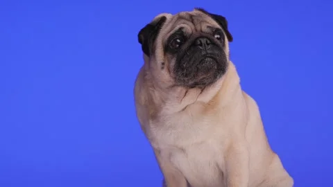 side view video of cute little pug dog l... | Stock Video | Pond5