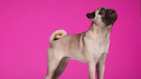 side view video of cute little pug dog s... | Stock Video | Pond5