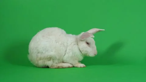 Side View Of White Rabbit On Green Scree... | Stock Video | Pond5