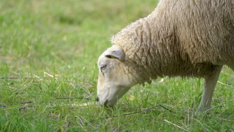 Side view of the white wool sheep on the... | Stock Video | Pond5