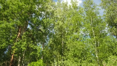 Driving Background Road Side Window Stock Footage ~ Royalty Free Stock ...