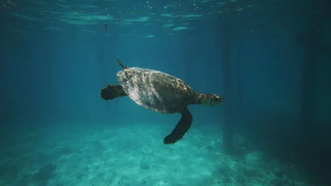 Sideview of sea turtle swimming below st... | Stock Video | Pond5