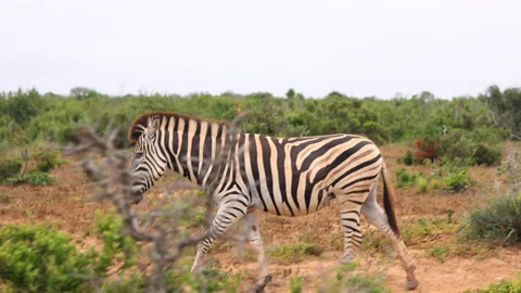 Zebra Animal Stock Videos – Royalty-Free HD & 4K Videos | Pond5