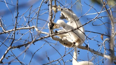 Sifaka Lemur Foraging For Food In A Tree... | Stock Video | Pond5