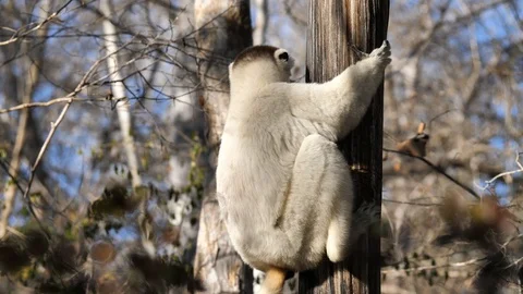 African Pooping Stock Footage ~ Royalty Free Stock Videos | Pond5