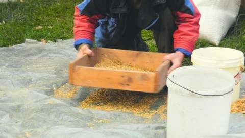 Sifting the grain through the sieve by h... | Stock Video | Pond5