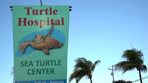 Sign for turtle hospital in the Florida ... | Stock Video | Pond5