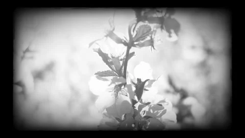 Silent Movie Old Film Motion Effect AEP ~ After Effects #283753953