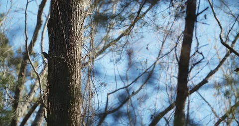 Silhouette of bird in tree pooping | Stock Video | Pond5