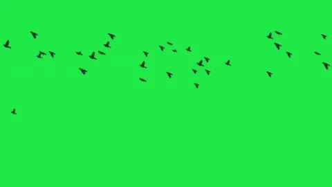 Silhouette Birds Flock Flying Loop Anima... | Stock Video | Pond5