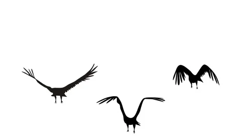 Silhouette of birds flying background an... | Stock Video | Pond5