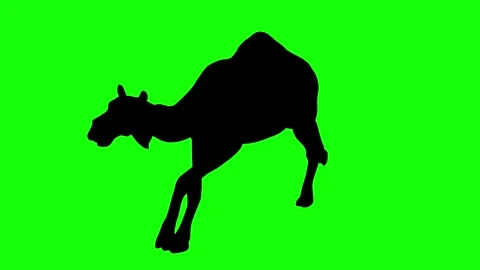 A silhouette of a camel running on green... | Stock Video | Pond5