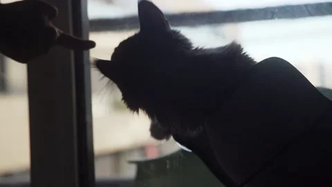 Cat Playing Silhouette Stock Videos – Royalty-Free HD & 4K Videos