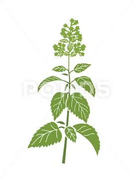 The silhouette of catnip. Simple flat vector illustration.: Royalty ...