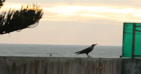 Silhouette of a Crow on the Wall | Stock Video | Pond5