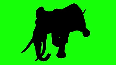 Elephant Green Screen Stock Footage ~ Royalty Free Stock Videos | Pond5