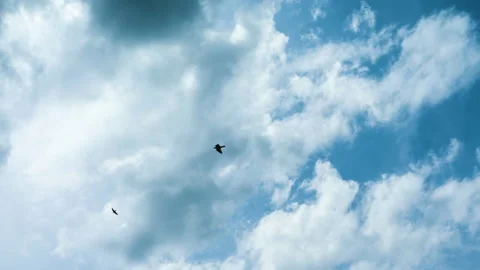 Seagulls Flying Silhouette Stock Videos – Royalty-Free HD & 4K Videos ...