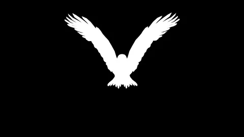 Flying Eagle Alpha Stock Video Footage | Royalty Free Flying Eagle ...