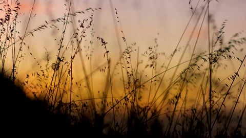 Gentle Blowing Wind Stock Footage ~ Royalty Free Stock Videos | Pond5