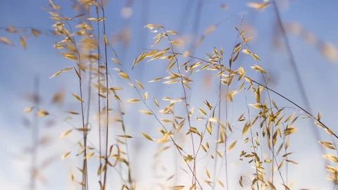 Gentle Blowing Wind Stock Footage ~ Royalty Free Stock Videos | Pond5