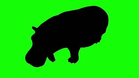 Running Animal Green Screen Stock Video Footage | Royalty Free Running ...