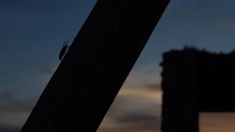 Silhouette Insect Stock Videos – Royalty-Free HD & 4K Videos