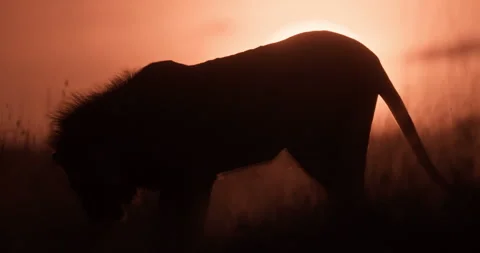 Silhouette of a Lion digging warthogs bu... | Stock Video | Pond5