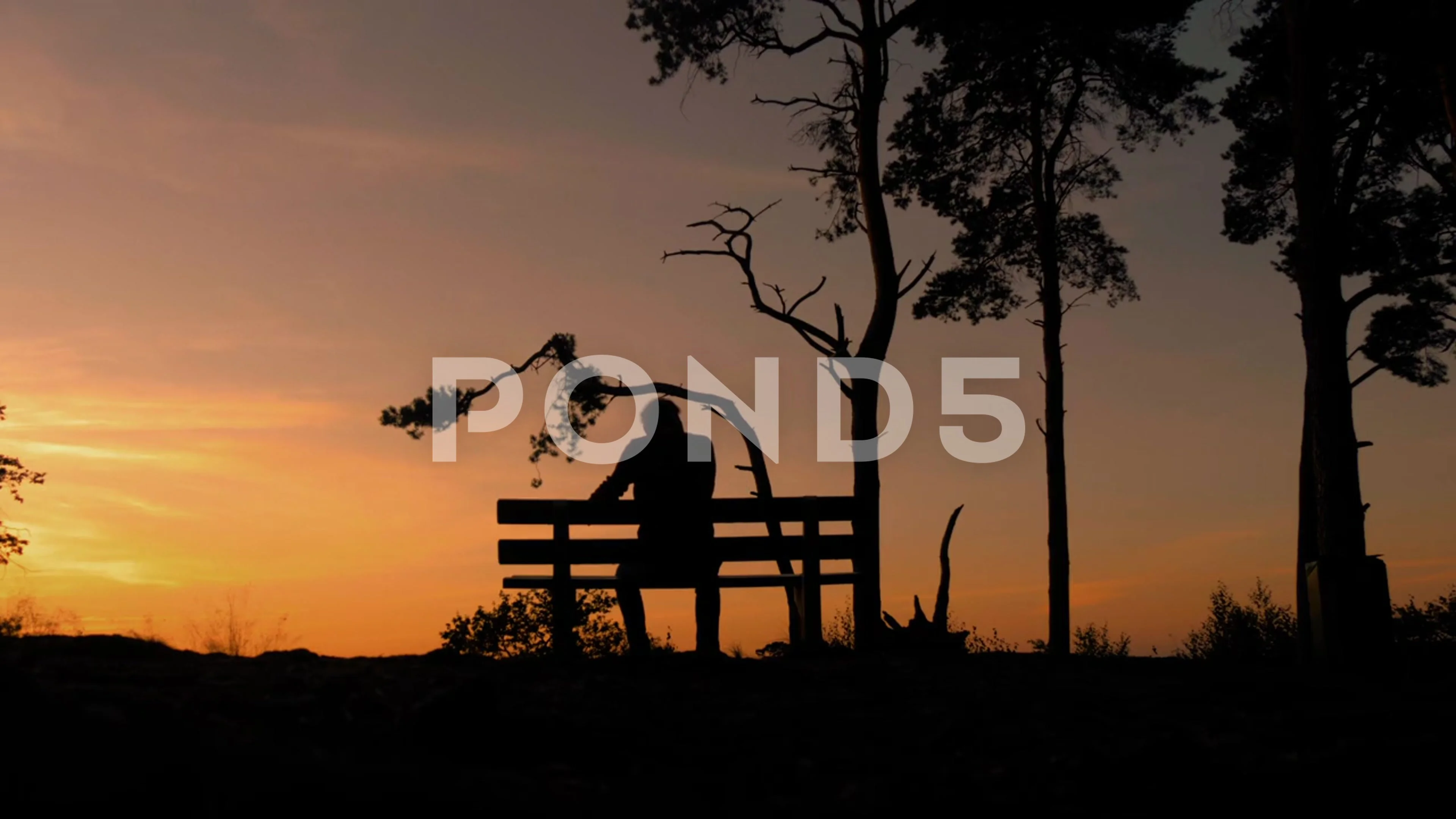 Sitting Under A Tree Sunset