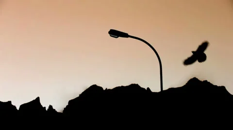 Raven Flying Silhouette Stock Videos – Royalty-Free HD & 4K Videos | Pond5