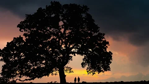Silhouette of Tree Landscape with Plant ... | Stock Video | Pond5