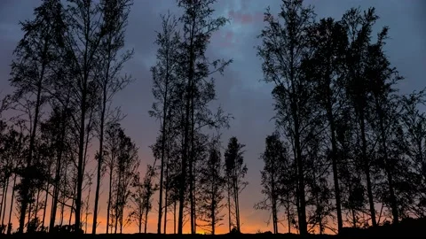 Silhouette of Trees in Landscape Plant w... | Stock Video | Pond5