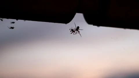 A silhouette of two spiders fighting eac... | Stock Video | Pond5