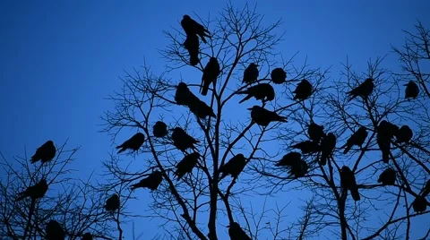 Silhouettes of crows in a tree | Stock Video | Pond5