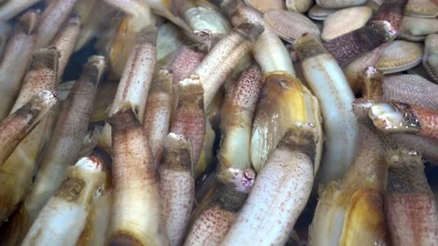 Razor Clams Stock Footage ~ Royalty Free Stock Videos | Pond5