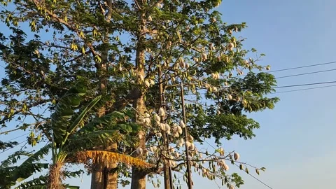 Ceiba Tree Stock Footage ~ Royalty Free Stock Videos | Pond5