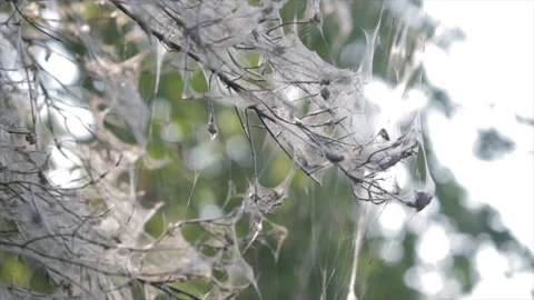 Silk worms nesting in tree white webs of... | Stock Video | Pond5