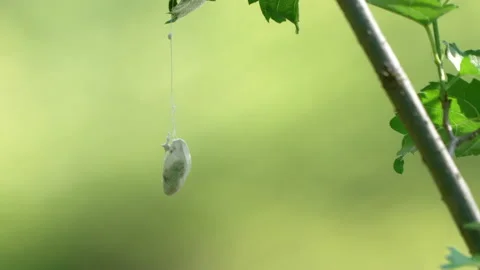 Hanging Plant Stock Videos – Royalty-Free HD & 4K Videos | Pond5