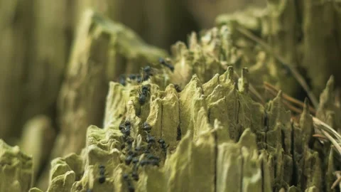 Silky ants (Formica Fusca) move on the n... | Stock Video | Pond5