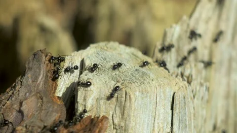 Silky ants (Formica Fusca) move on the n... | Stock Video | Pond5