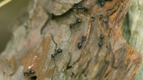 Silky ants (Formica Fusca) move on the n... | Stock Video | Pond5