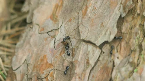Silky ants (Formica Fusca) move on the n... | Stock Video | Pond5