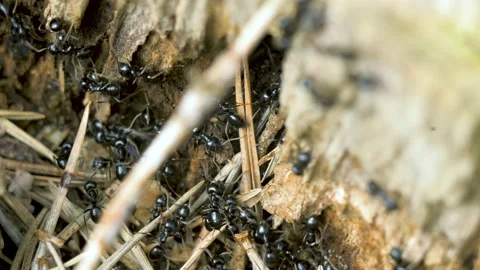 Silky ants (Formica Fusca) move on the n... | Stock Video | Pond5