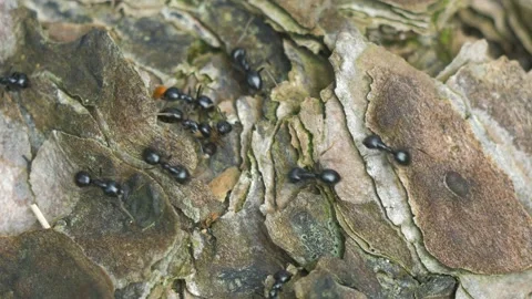 Silky ants (Formica Fusca) move on the n... | Stock Video | Pond5