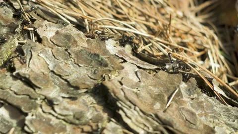 Silky ants (Formica Fusca) move on the n... | Stock Video | Pond5
