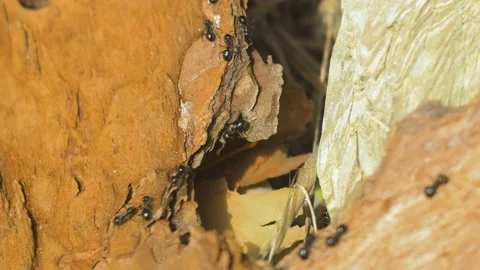 Silky ants (Formica Fusca) move on the n... | Stock Video | Pond5
