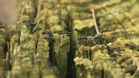 Silky ants (Formica Fusca) move on the n... | Stock Video | Pond5