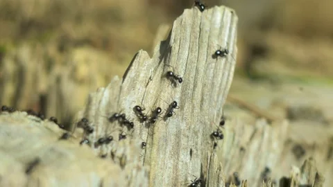 Silky ants (Formica Fusca) move on the n... | Stock Video | Pond5