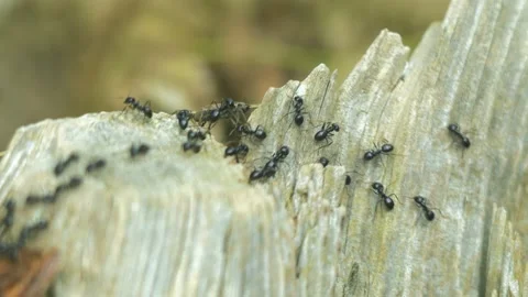 Silky ants (Formica Fusca) move on the n... | Stock Video | Pond5