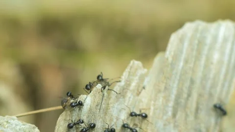 Silky ants (Formica Fusca) move on the n... | Stock Video | Pond5